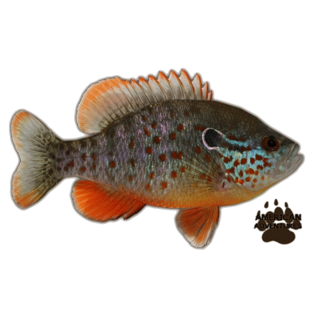 Orange Spotted Sunfish