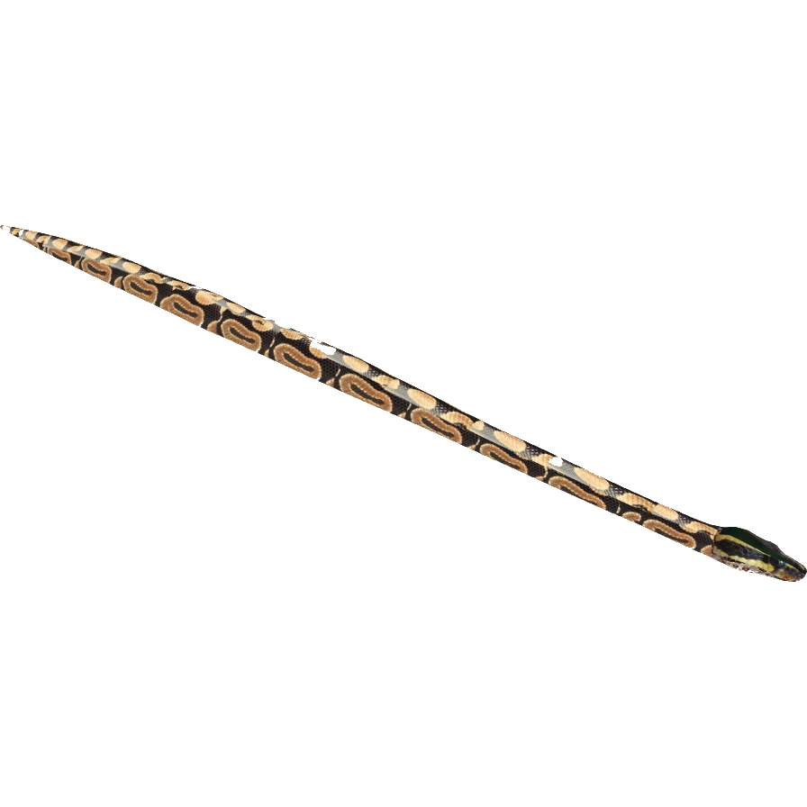 Ball Python (Ron) | ZT2 Download Library Wiki | Fandom