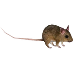 Category:Myomorphs | ZT2 Download Library Wiki | Fandom