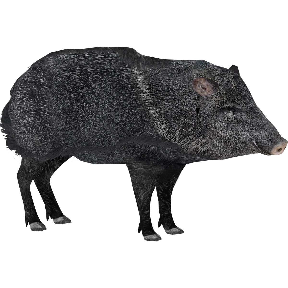 Collared Peccary (Dedennedillo) | ZT2 Download Library Wiki | Fandom