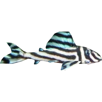 Zebra Pleco (Dycki1231) | ZT2 Download Library Wiki | Fandom