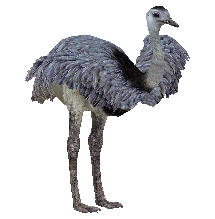 Greater Rhea (Mstickmanp) | ZT2 Download Library Wiki | Fandom