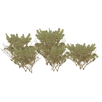 Shadscale Shrub (Aurora Designs) | ZT2 Download Library Wiki | Fandom