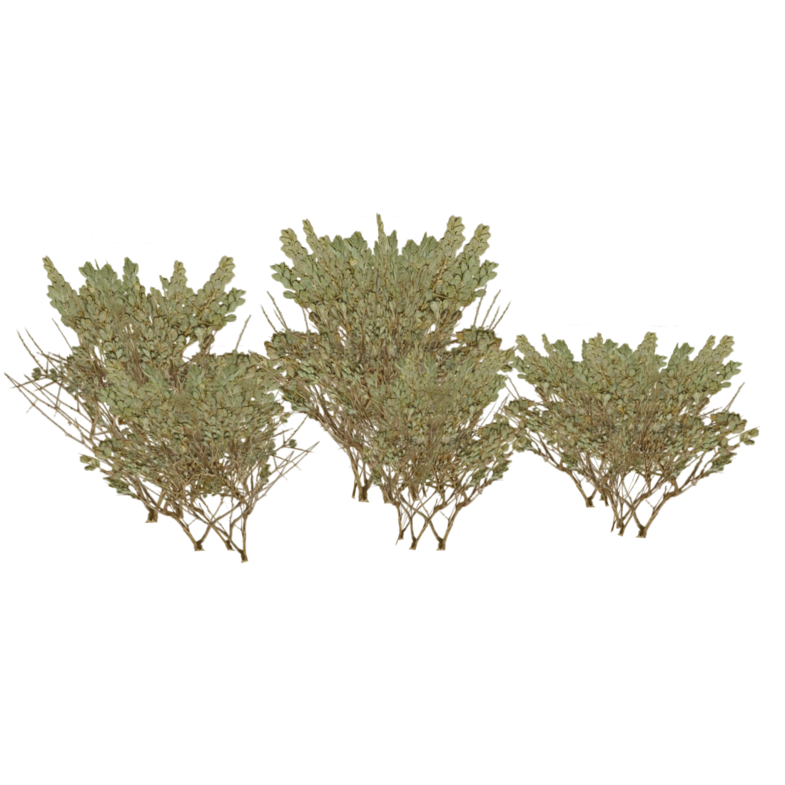 Shadscale Shrub (Aurora Designs) | ZT2 Download Library Wiki | Fandom