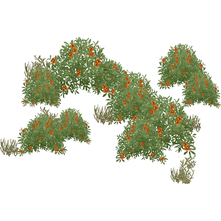 Sea-buckthorn (Zeta-Designs) | ZT2 Download Library Wiki | Fandom