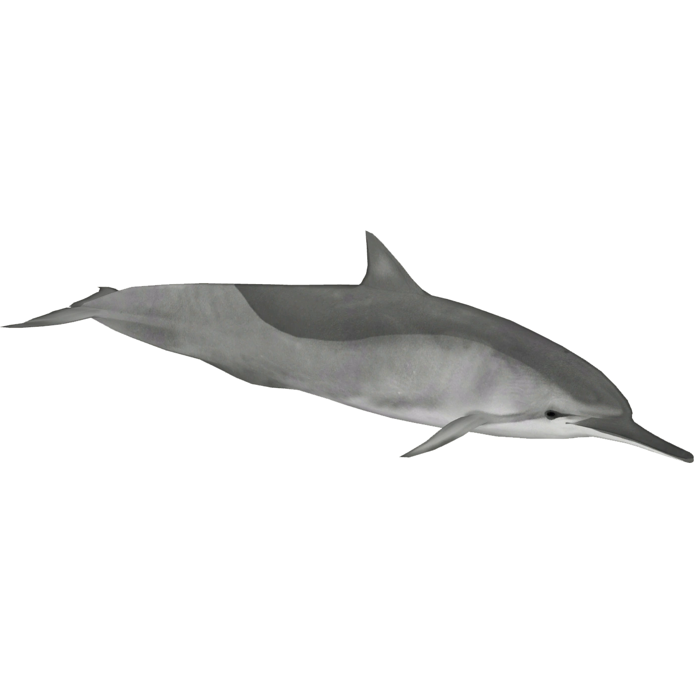 Spinner Dolphin Drawing