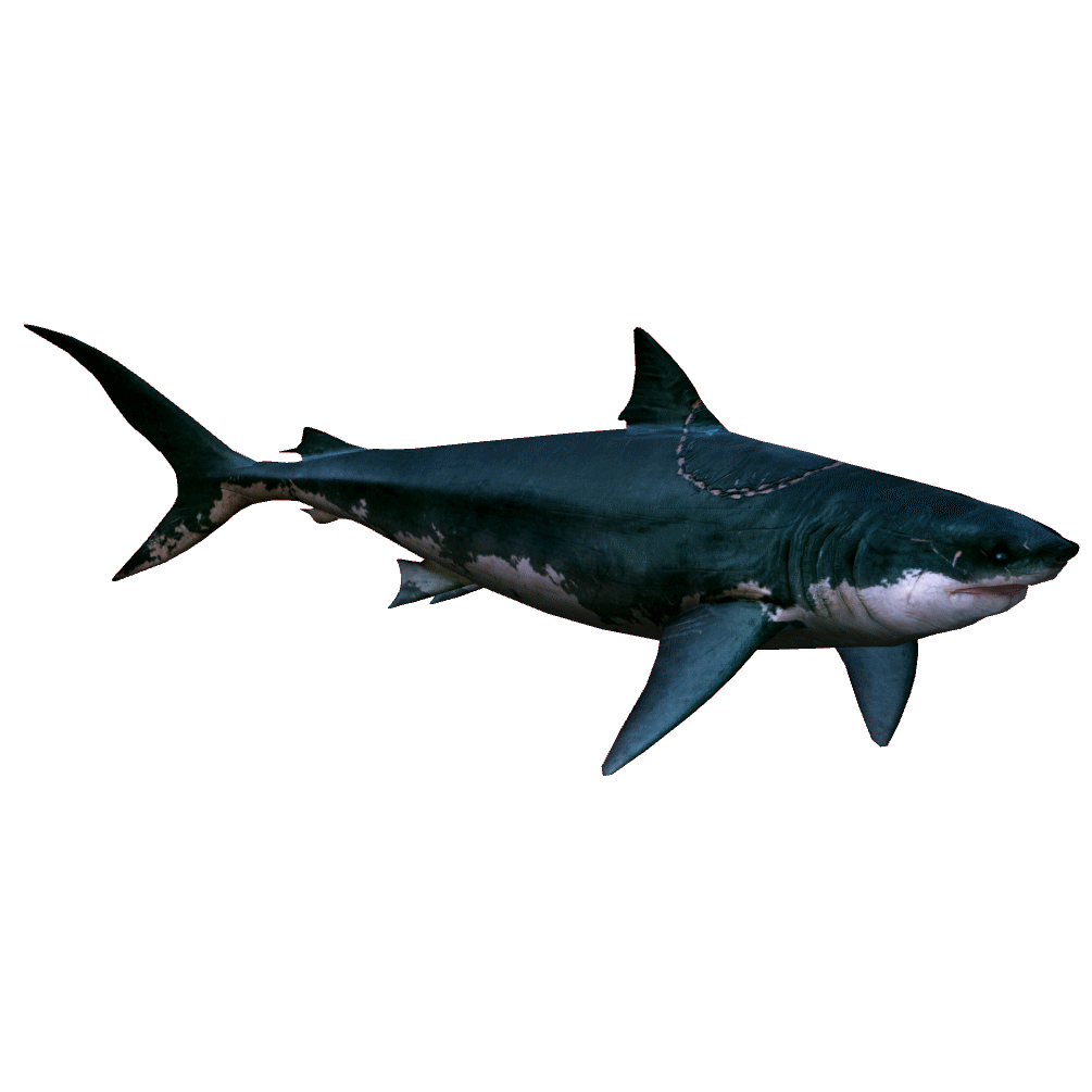 Ginsu Shark (Royboy407) | ZT2 Download Library Wiki | Fandom