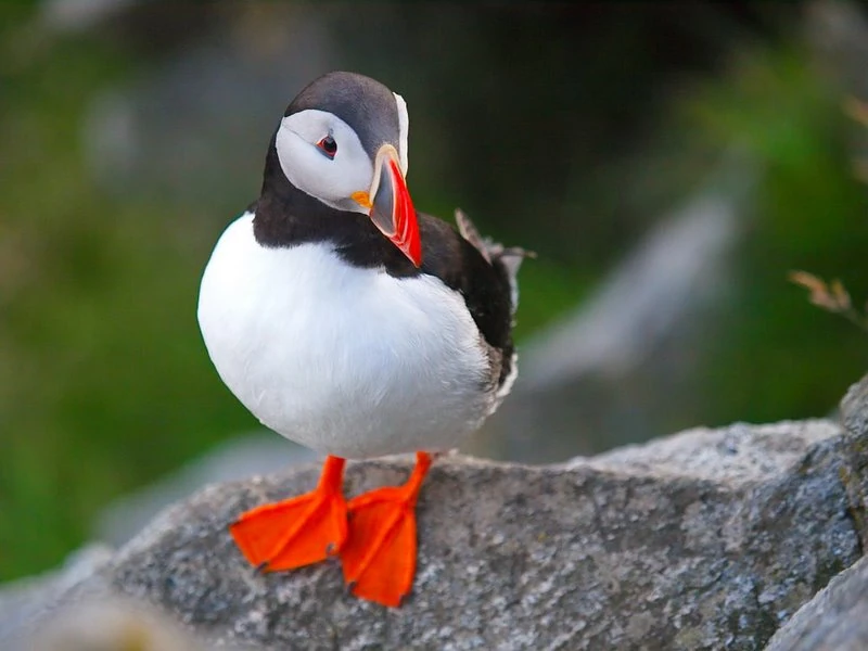 Maskonur Zwyczajny | Zwierzaki Wiki | Fandom