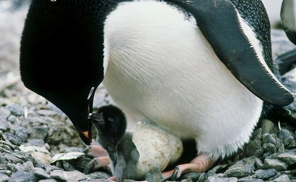 Pingwin Adeli/Galeria | Zwierzaki Wiki | Fandom