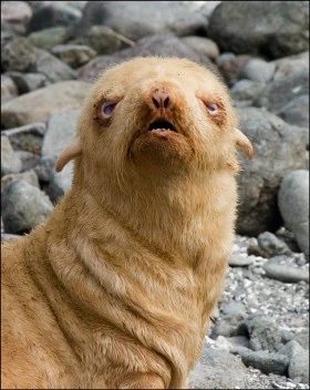 Kotik Zwyczajny/Galeria | Zwierzaki Wiki | Fandom