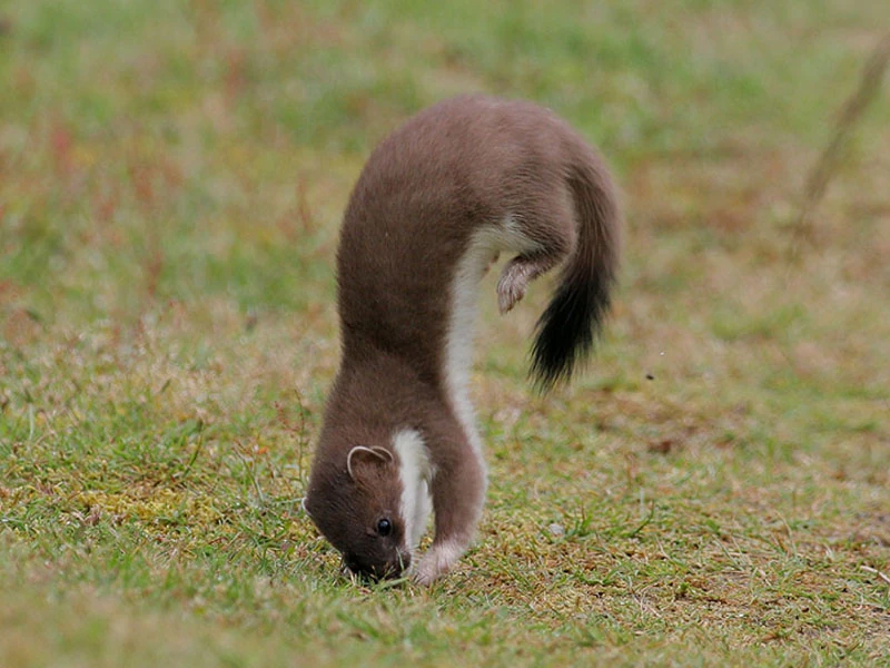 Gronostaj/Galeria | Zwierzaki Wiki | Fandom