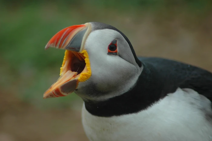 Maskonur Zwyczajny/Galeria | Zwierzaki Wiki | Fandom