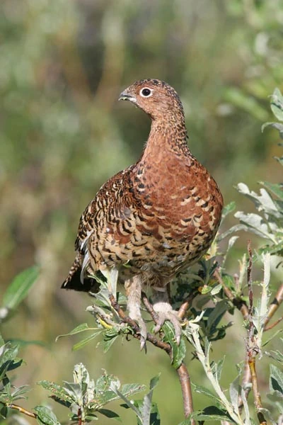 Pardwa Mszarna | Zwierzaki Wiki | Fandom