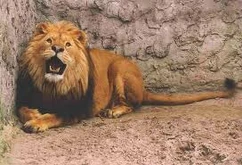 Lew | Zwierzęca Wiki | Fandom