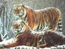 Tygrys | Zwierzęca Wiki | Fandom