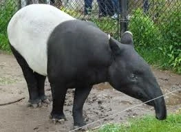 Tapir malajski | Zwierzęca Wiki | Fandom