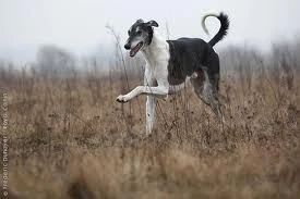 Chart polski | Zwierzęta Domowe Wiki | Fandom