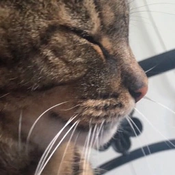 Yeshi | Zyap Wiki | Fandom