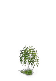 Birch Tree | Legends: Rise of a Hero Wiki | Fandom